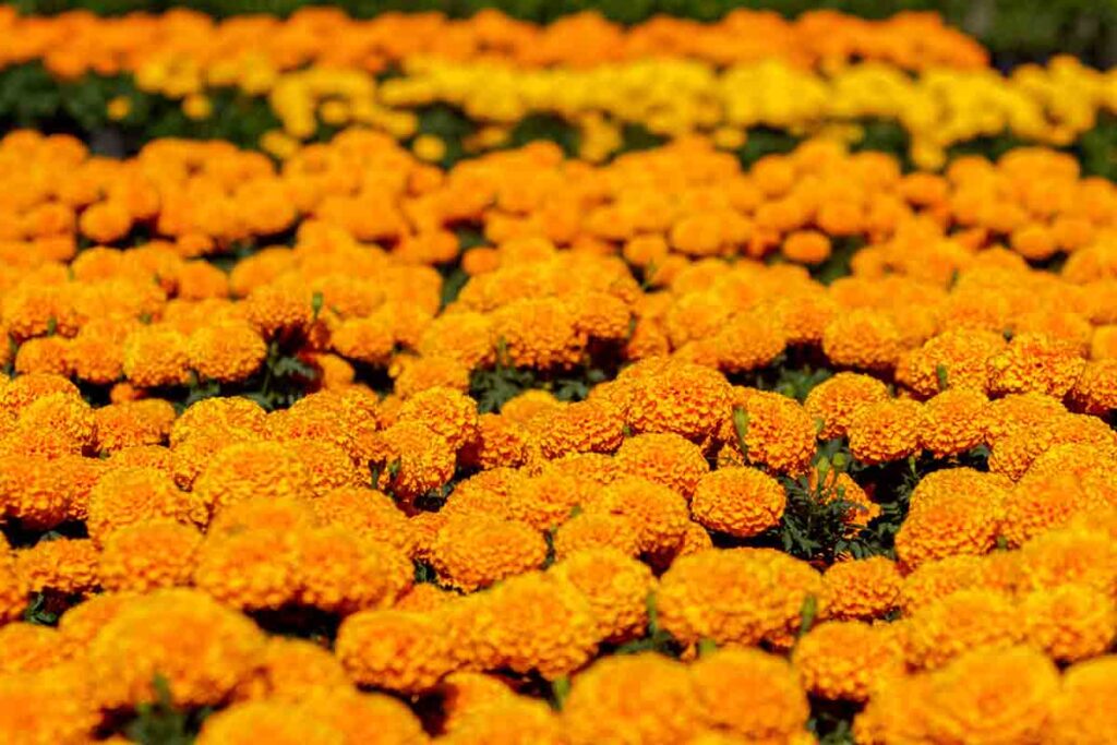 Flor de cempasúchil: ¿Qué otros usos tiene?