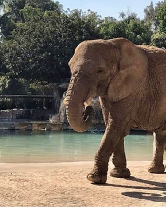 AMLO lanza iniciativa para desaparecer a organismos como INAI, Cofece e IFT